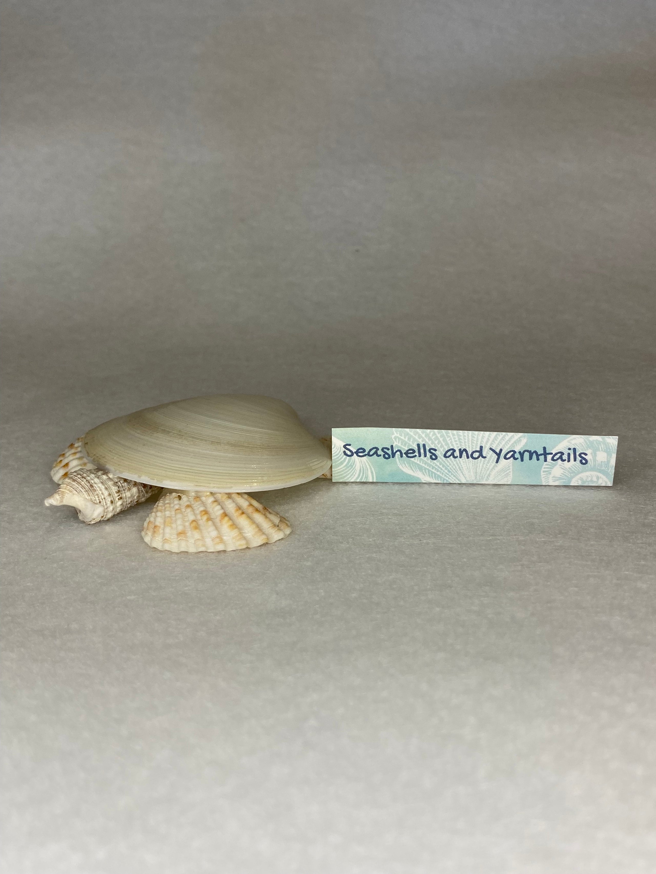 Disk Dosinia Turtle | Seashells and Yarntails